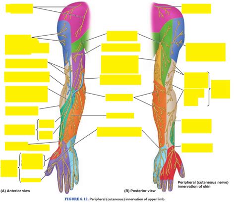 Instant Anatomy Upper Limb Nerves Skin Cutaneous Supply Atelier Yuwa