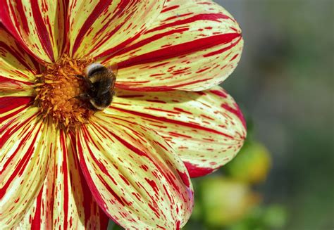 Dahlia Gul Blomma Gratis foto på Pixabay Pixabay