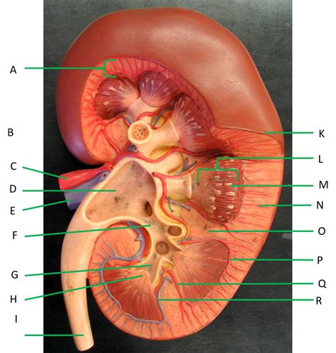 Renal System 2 Diagram Quizlet