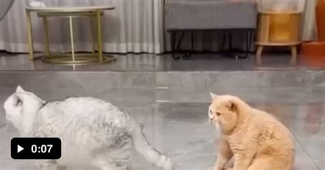 Cat Sniper Gag