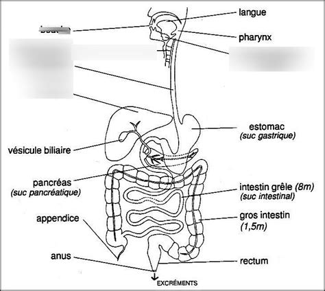 Diagramme de BPH ST2S Système digestif Quizlet