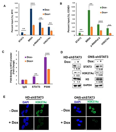 Cancers Free Full Text STAT3 Inhibition Attenuates MYC Expression