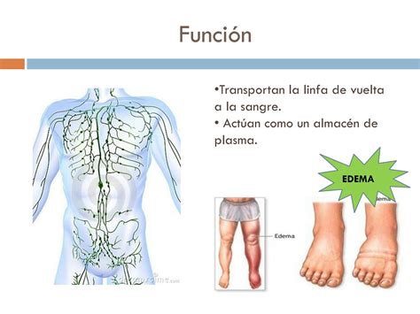 SOLUTION Sistema Linf Tico Studypool