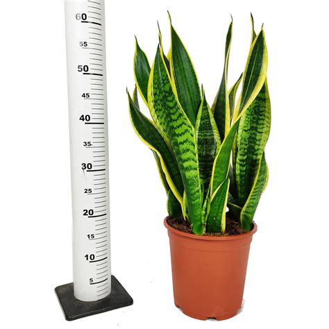 Sansewieria Gwinejska Sansevieria Trifasciata Laurentii 65cm