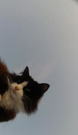 50 Aesthetic Cute Cats That Will Give You All The Feels