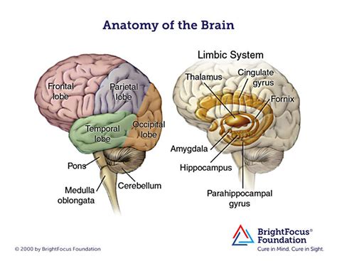 Psychology Brain Parts Diagram Quizlet