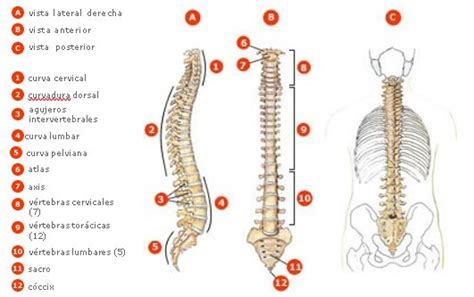 Columna Vertebral El Cuerpo Humano