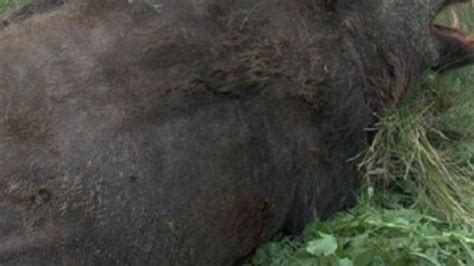 Le plus gros sanglier du monde se trouve dans les forêts de Turquie