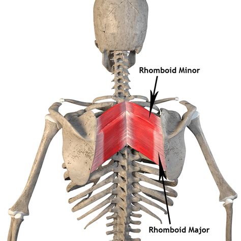 15 Rhomboid Exercises At Home With Dumbbells Cable