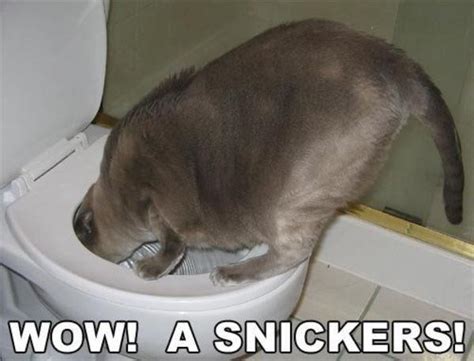 Image Lolcats Know Your Meme