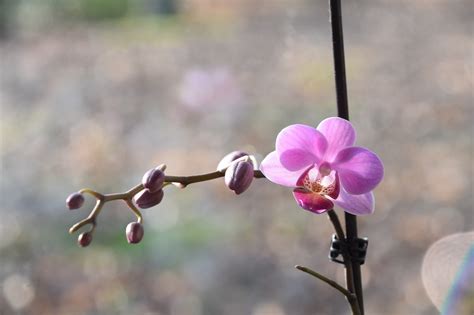 Nature Fleur Plante Photo Gratuite Sur Pixabay Pixabay