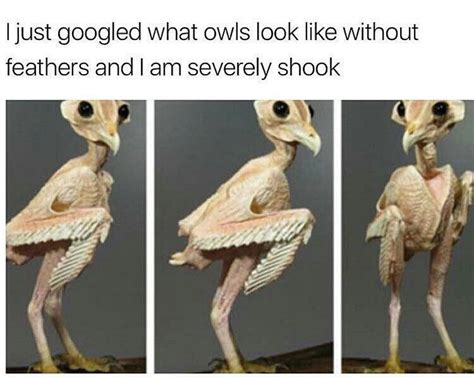 23 Hilarious Memes To Crack You Up Funny Gallery EBaum S World