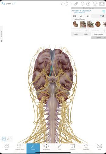 Neuro PNS Practical Flashcards Quizlet