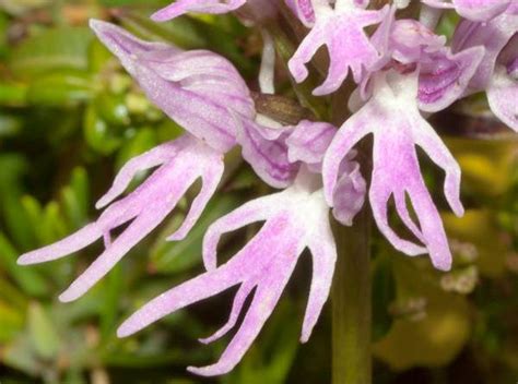 Orchis Italica Naked Man Orchid