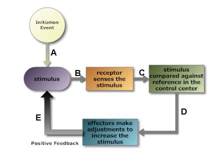 Oxytocin Feedback Loop Diagram