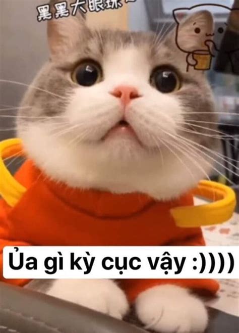 Ảnh Chế Mèo Meme Bựa Cười Ra Nước Mắt Ngộ Nghĩnh EU Vietnam