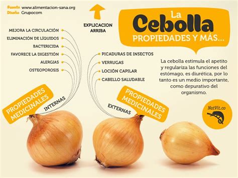 Cebolla Sus Valores Nutritivos Propiedades De La Cebolla Salud Y