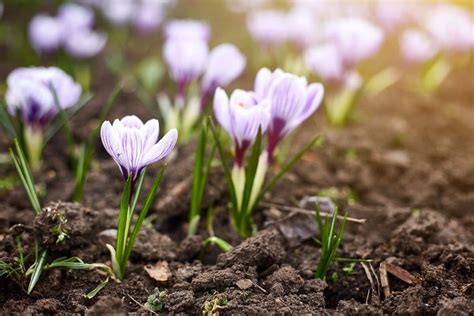 Quelles sont les fleurs à planter en mars