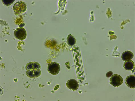 Phytoplankton Like It Hot Warming Boosts Bio EurekAlert