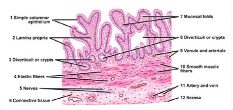 Figure From Histological Study Of Human Gallbladder Semantic Scholar