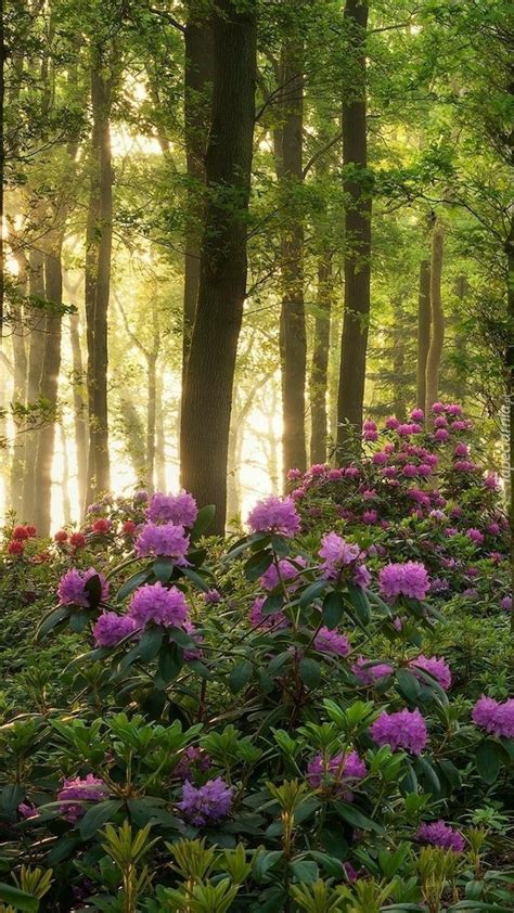 Pin Di Neset Arici Su Desenli Orman Sfondi Natura Bosco
