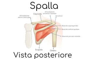 Lussazione Alla Spalla Cause Sintomi E Cura