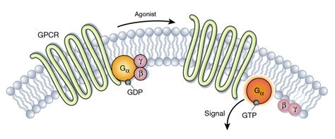 GPRC5D多发性骨髓瘤潜力靶点 治疗 细胞 临床