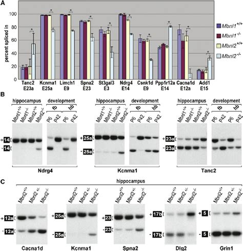 regulation of adult brain splicing by mbnl2 a rt pcr validation of download scientific
