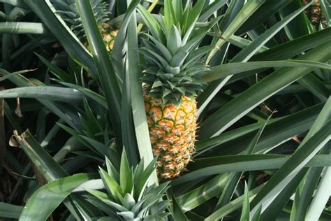 Piña