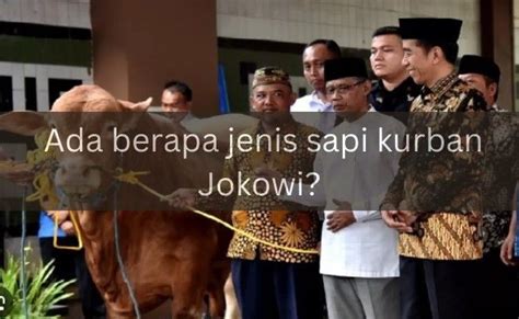 Quiz Tebak Jenis Dan Kriteria Sapi Kurban Presiden Jokowi