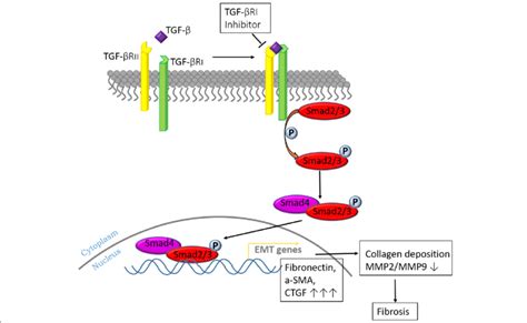 Pulmonary Fibrosis Pathway