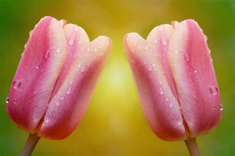 1920x1080 Wallpaper 2 Pink Petaled Flower Peakpx