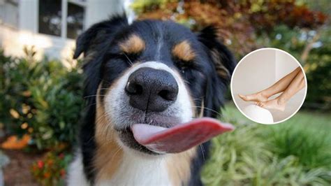 Qué significa que un perro te lame las piernas y por qué es buena