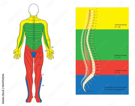 Dermatomes Diagram Correlation Of The Nerves And Skin Position