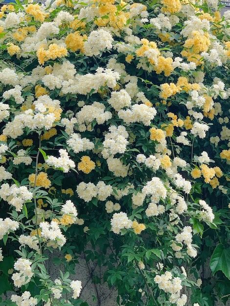 Premium Photo A Bush Of Yellow Flowers With The Word On It