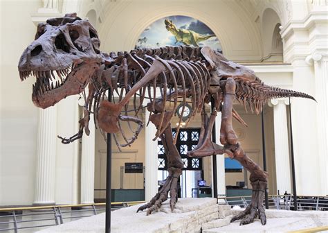 Tyrannosaurus Rex Steckbrief 8 Merkmale Des Dinosauriers