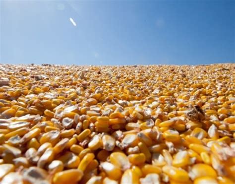 Análise Conjuntural Cepea Milho Brasilagro