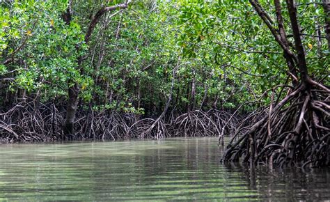 Hutan Bakau Yang Tersebar Di Indonesia Gramedia Literasi