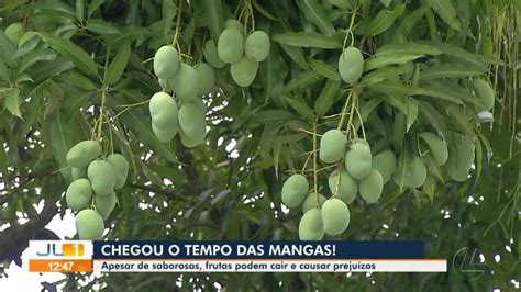 VÍDEOS Jornal Liberal 1ª Edição de terça feira 5 de dezembro de 2023