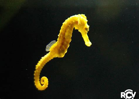 Descubre Curiosidades Sobre Los Caballitos De Mar