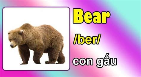 Từ vựng con gấu tiếng Anh là gì