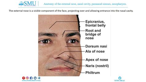 Solution Anatomy Of The External Nose Nasal Cavity Paranasal Sinuses