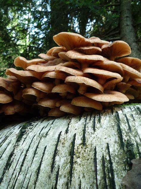 Oldest Trees Najstarsze Drzewa Opieńka miodowa Armillaria mellea