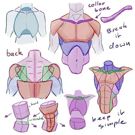 Anime Art Reference Tutorials On Instagram Male Torso In Simple