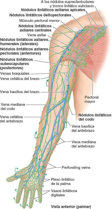 04 Fascias Vasos Eferentes Inervación Cutánea y Miotomas del Miembro