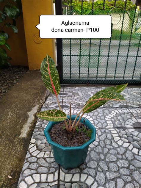 Aglaonema Dona Carmen Furniture Home Living Gardening Plants
