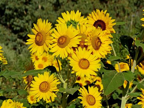 La Leggenda Del Girasole La Leggenda Racconta Di Clizia Flickr