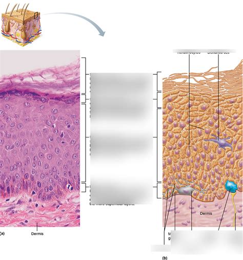 Lab Practical Layers Of The Dermis Diagram Quizlet