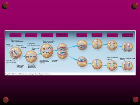 Stages Of Meiosis 1 And 2 Masteringbiology