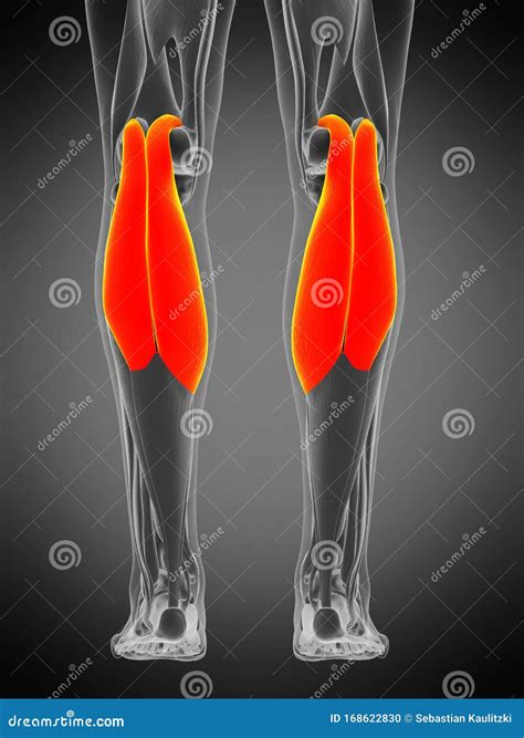 Anatomy Illustration Gastrocnemius Stock Illustration Illustration